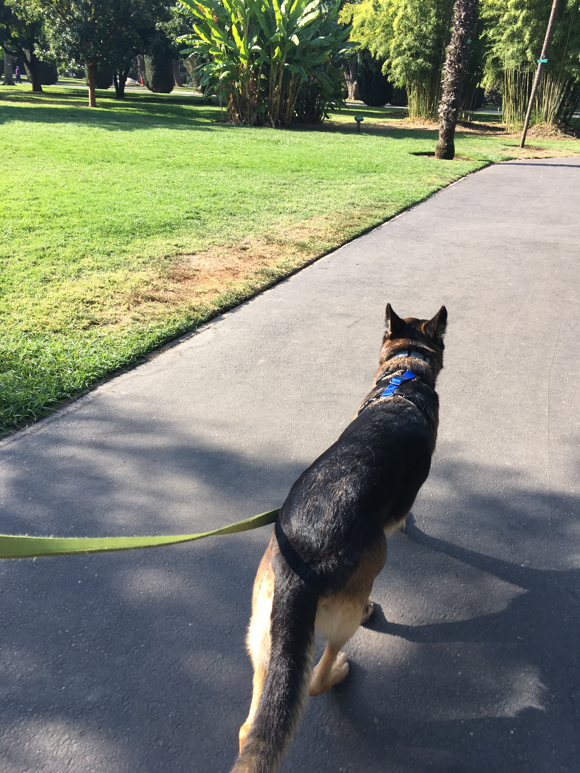 What To Do If There Is An Off leash Dog Midtown Mutts